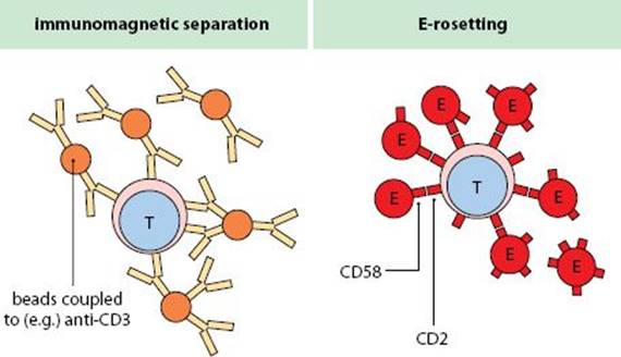 Immunological Techniques - Immunology: An Illustrated Outline, 5th Ed.