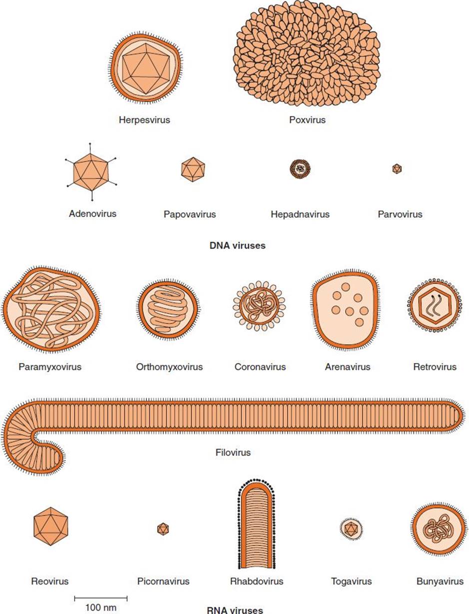 Structure - Review of Medical Microbiology and Immunology, 13th Edition
