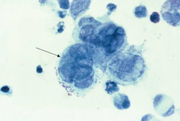 DNA Enveloped Viruses - Review of Medical Microbiology and Immunology ...