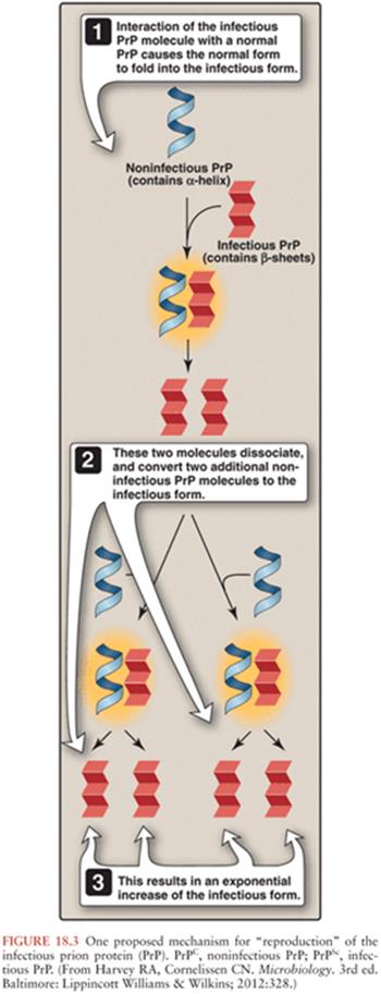 Human Prion Diseases - VIRAL INFECTIONS AND - Infections of the Central ...