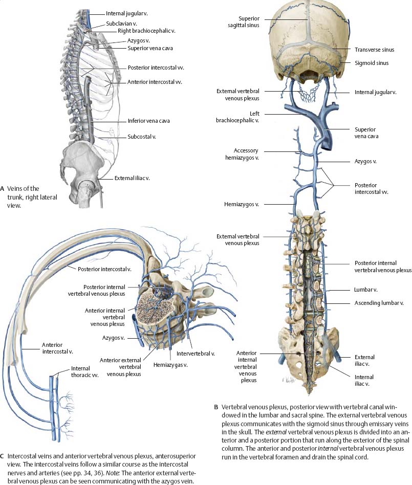 Neurovasculature - Atlas of Anatomy