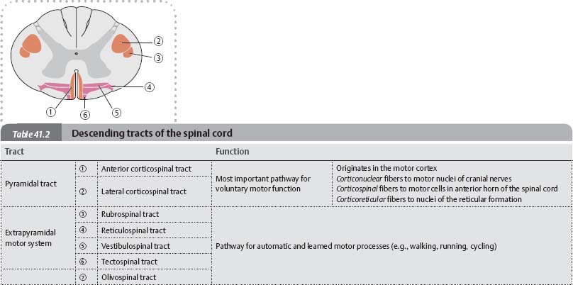 Functional Systems - Atlas of Anatomy