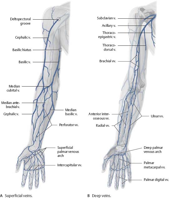 Neurovasculature - Atlas of Anatomy