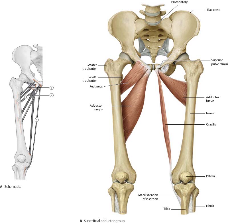 Hip & Thigh - Atlas of Anatomy