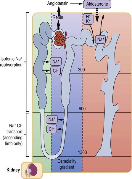 Role of Kidneys in Metabolism - Medical Biochemistry