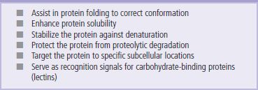 Complex Carbohydrates - Medical Biochemistry
