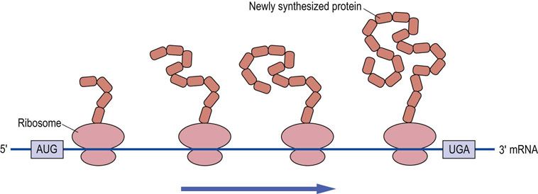 Protein Synthesis and Turnover - Medical Biochemistry