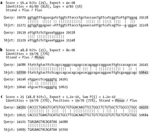 Anatomy of a BLAST Report - BLAST (Basic Local Alignment Search Tool)