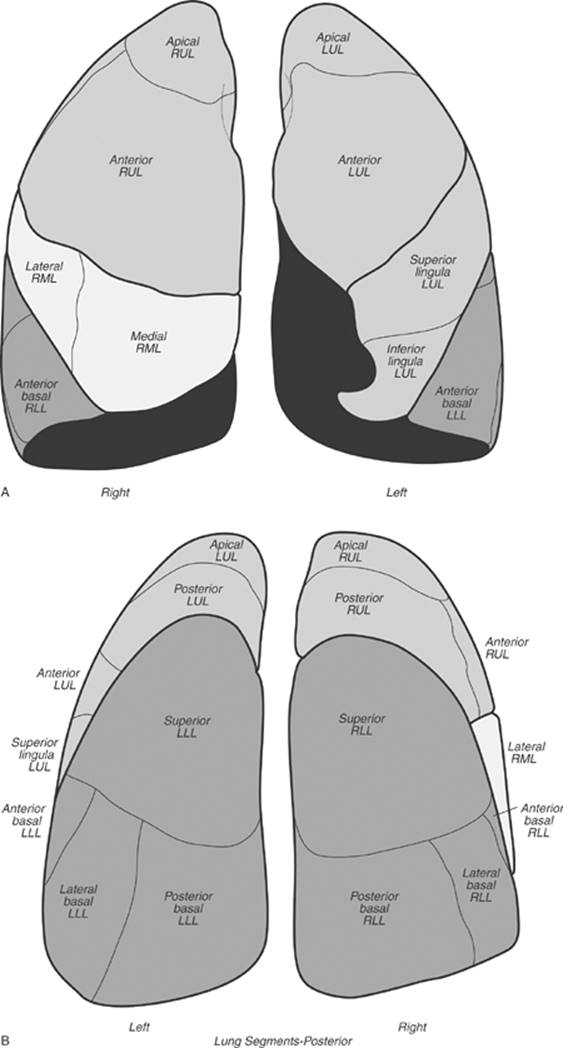 Normal Anatomy of the Chest - Chest Radiology: The Essentials, 2nd Edition