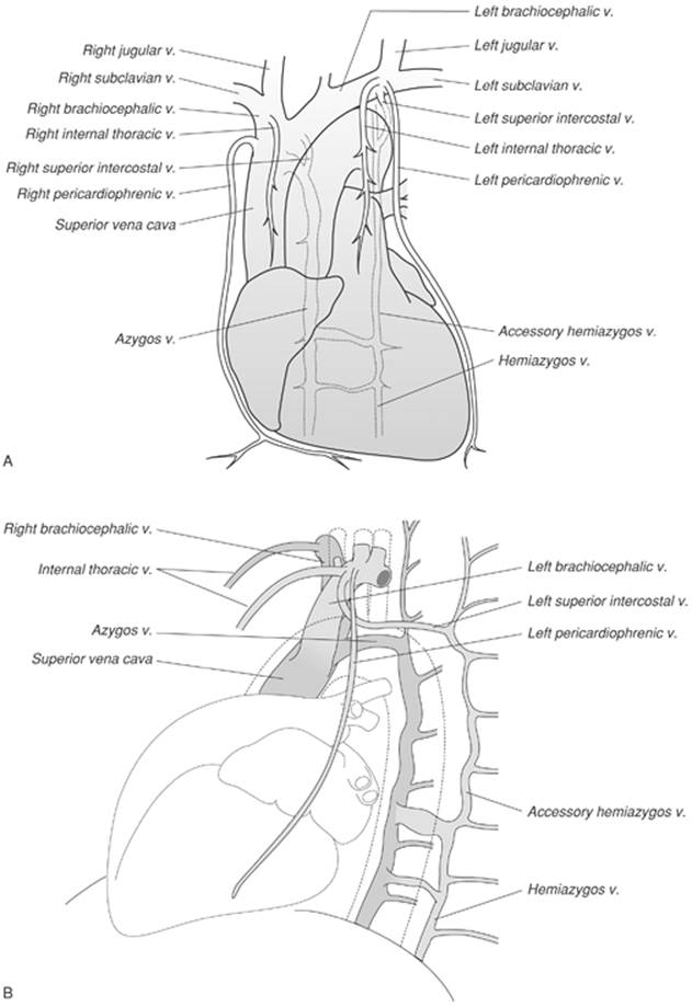 Normal Anatomy of the Chest - Chest Radiology: The Essentials, 2nd Edition