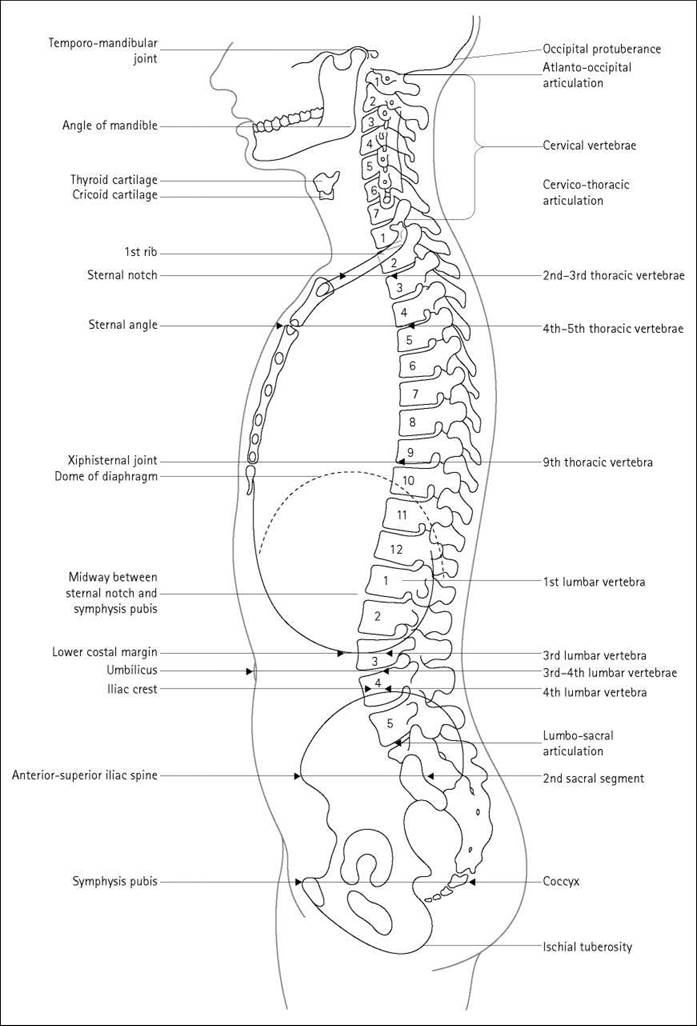 The Vertebral Column - Clark's Positioning In Radiography - by A. S ...