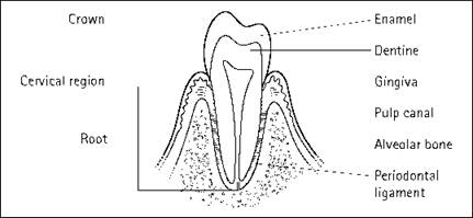 Dental Radiography - Clark's Positioning In Radiography - by A. S. Whitley