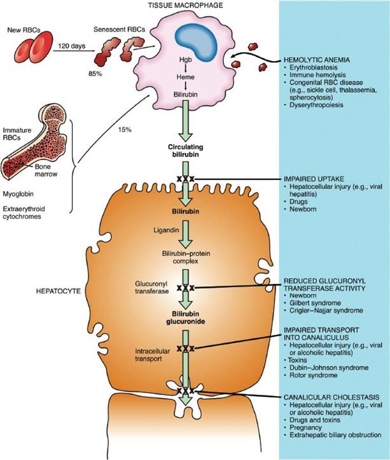 Neonatal Jaundice - Pediatrics - Harwood-Nuss' Clinical Practice of ...