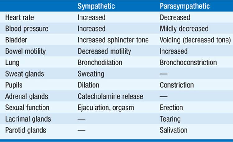 Autonomic Nervous System Disorders - Neurology - Harrisons Manual of ...