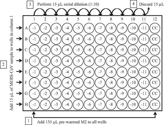 Evaluation of MERS-CoV Neutralizing Antibodies in Sera Using Live Virus ...