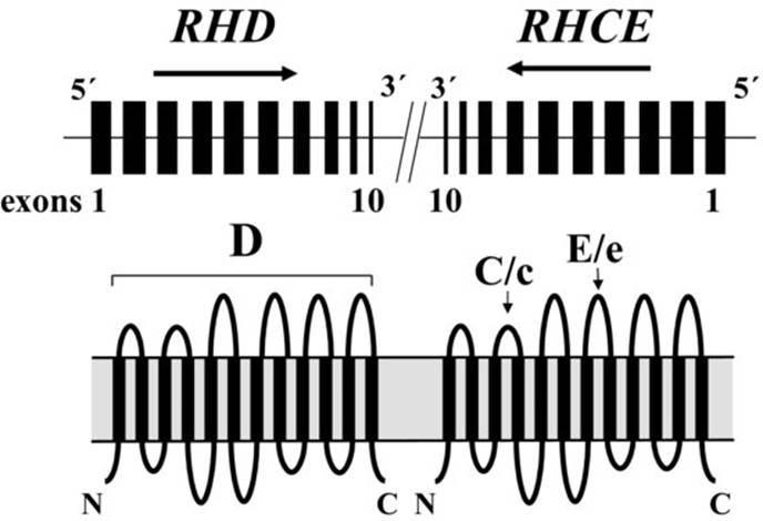 Human blood group systems - Basic Principles of Immunohaematology ...