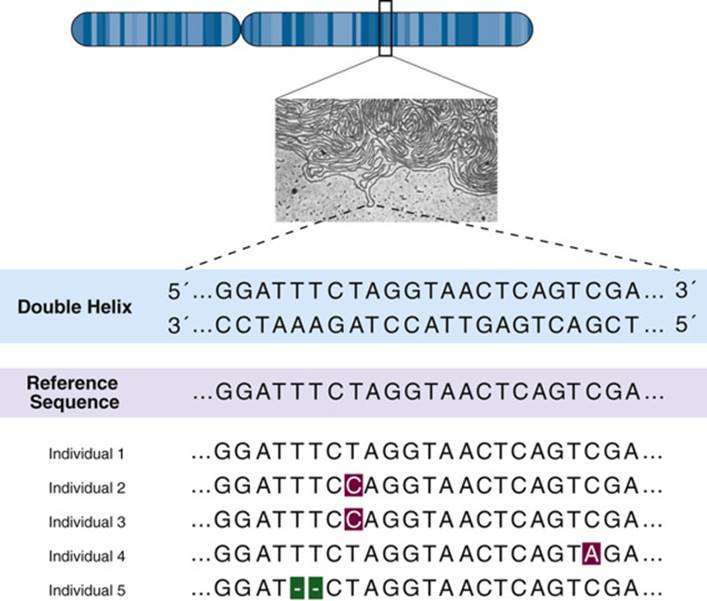 Introduction to the Human Genome - Thompson & Thompson Genetics in ...