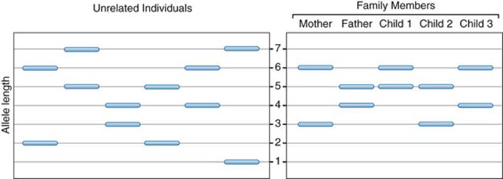 Human Genetic Diversity - Thompson & Thompson Genetics in Medicine, 8th ...