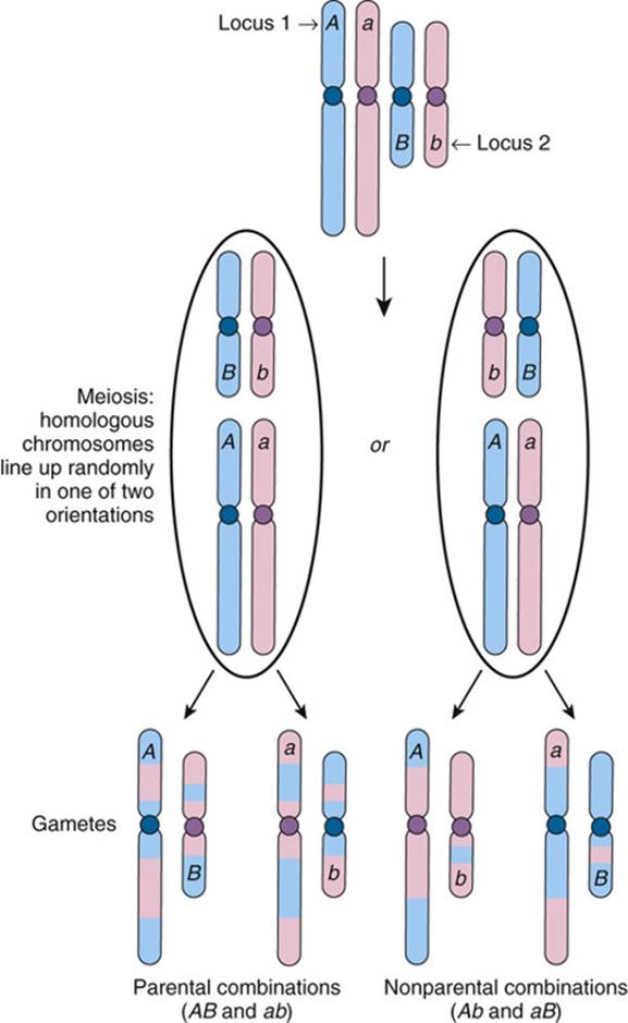 Identifying the Genetic Basis for Human Disease - Thompson & Thompson ...