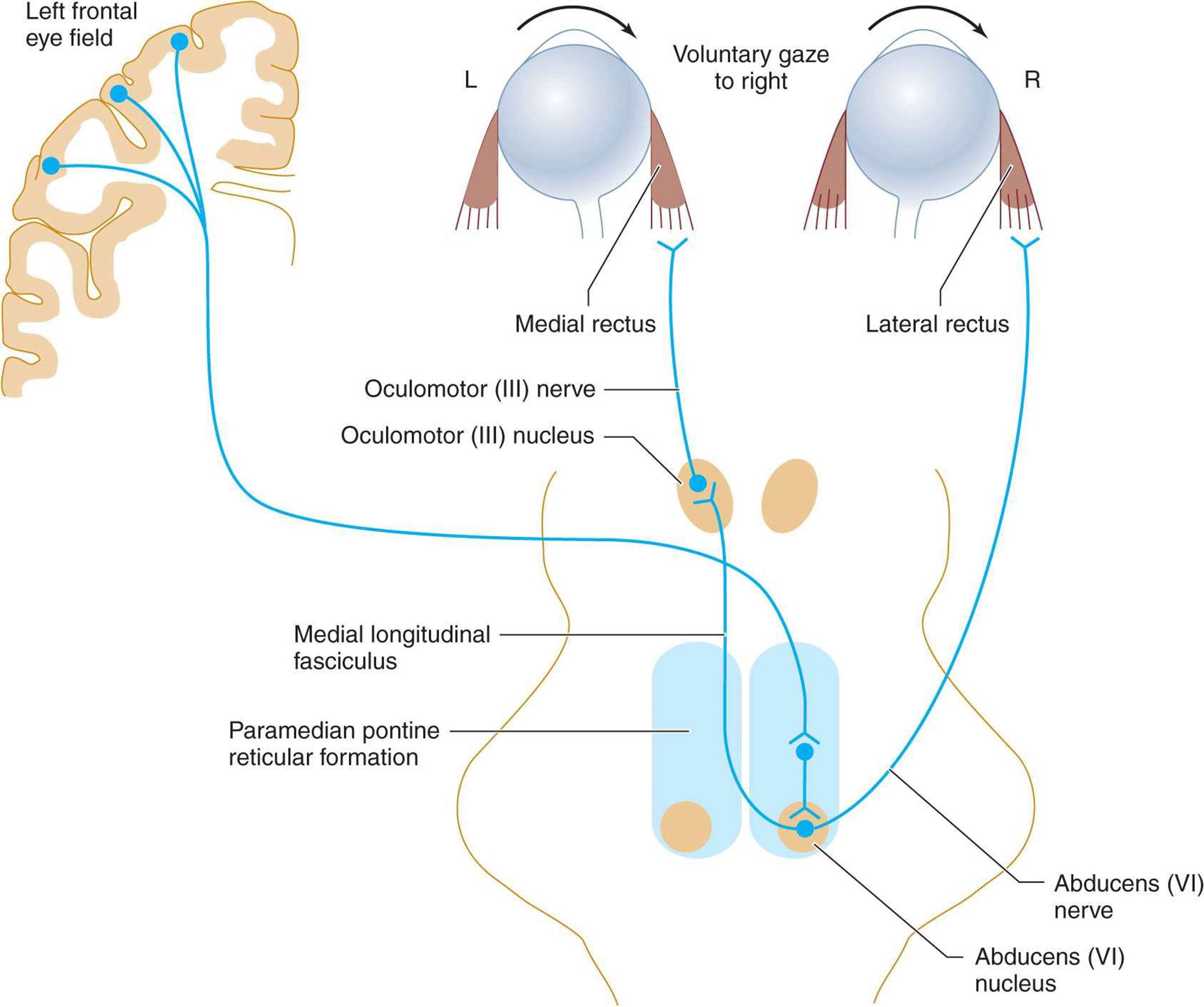 Neuro-Ophthalmic Disorders - Clinical Neurology, 8th Ed.