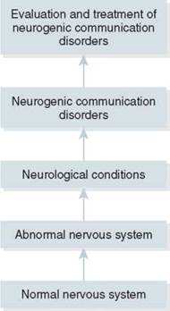 Introduction to Neurology - Neuroanatomy for Speech-Language Pathology ...