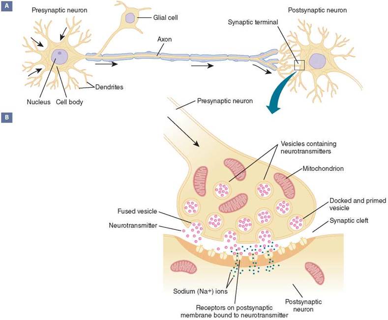 The Cells of the Nervous System - Neuroanatomy for Speech-Language ...