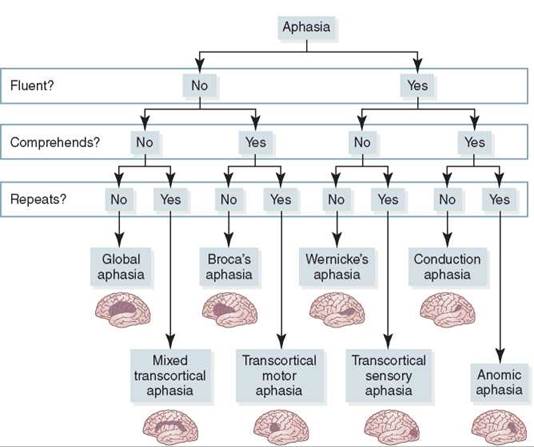 The Neurology of Language - Neuroanatomy for Speech-Language Pathology ...