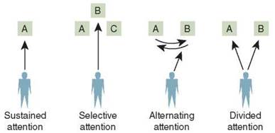 The Neurology of Cognition - Neuroanatomy for Speech-Language Pathology ...