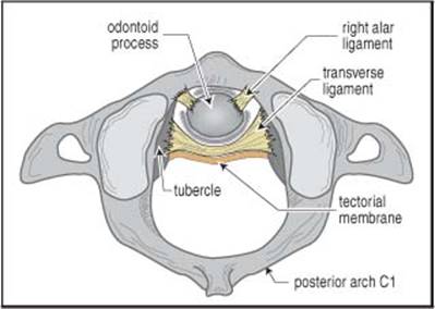 Neuroanatomy and physiology - Handbook of Neurosurgery 7th Ed