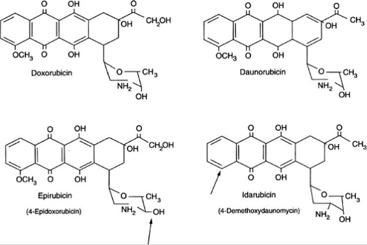 Anthracyclines and Anthracenedione - Cancer Chemotherapy & Biotherapy ...