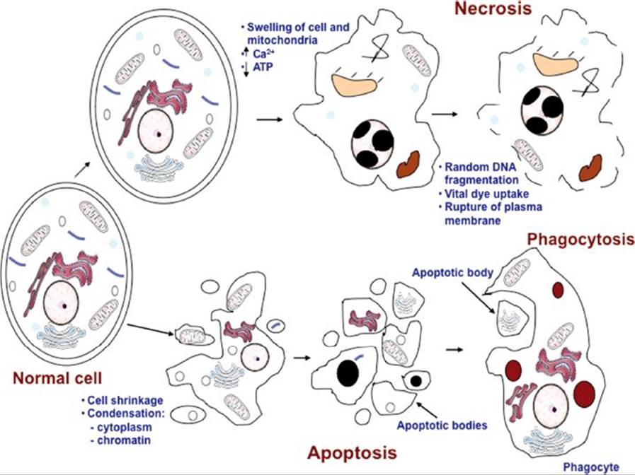 RADIONUCLIDE IMAGING OF TUMOR CELL APOPTOSIS - Nuclear Oncology, 1 Ed.