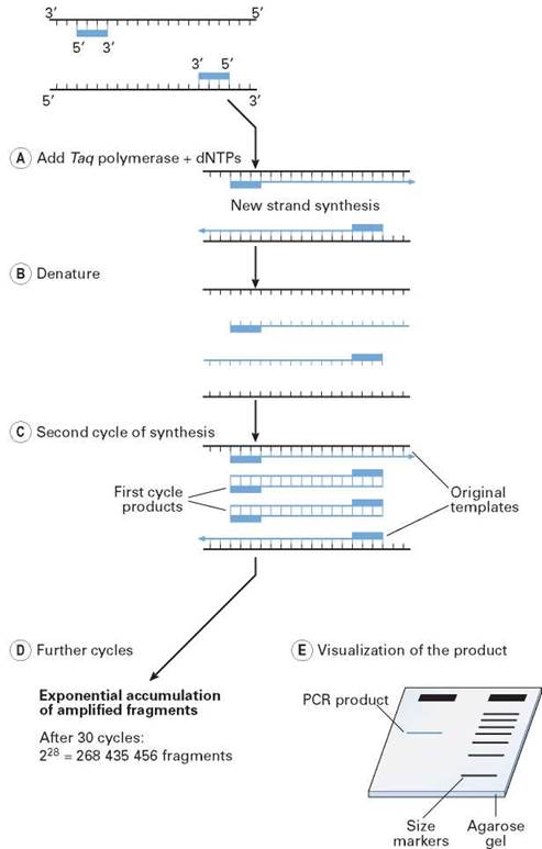 Bacterial physiology and genetics - Essential Microbiology for ...