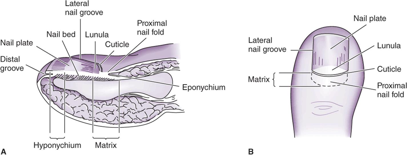 Foot and Ankle Surgery - Current Diagnosis & Treatment in Orthopedics ...