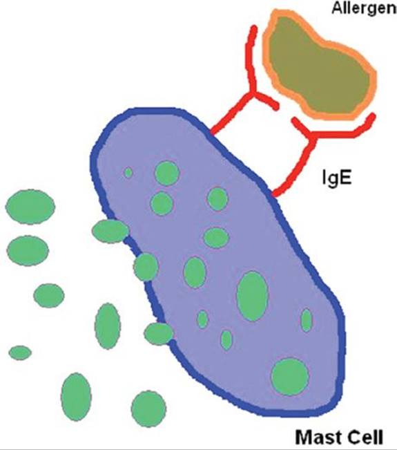 Common Allergic Presentations - Immunologic Emergencies - Strange and ...