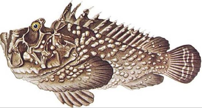 Marine Envenomations - Environmental - Strange and Schafermeyer's ...