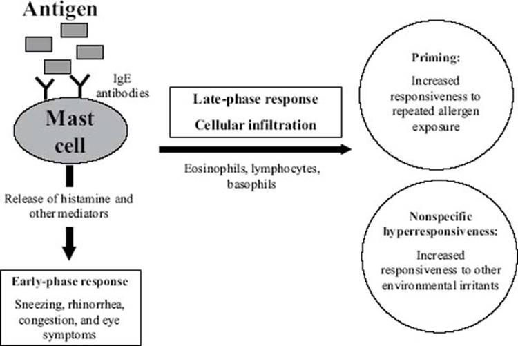Allergic Rhinitis in Children - Pediatric Otorhinolaryngology ...