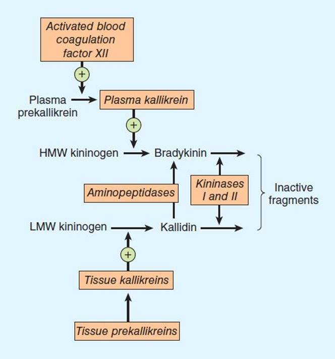 Vasoactive Peptides - Basic and Clinical Pharmacology, 13th Ed.