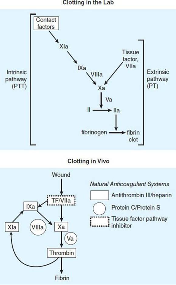 Drugs Used in Disorders of Coagulation - Basic and Clinical ...