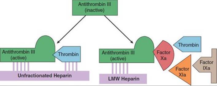 Drugs Used in Disorders of Coagulation - Basic and Clinical ...