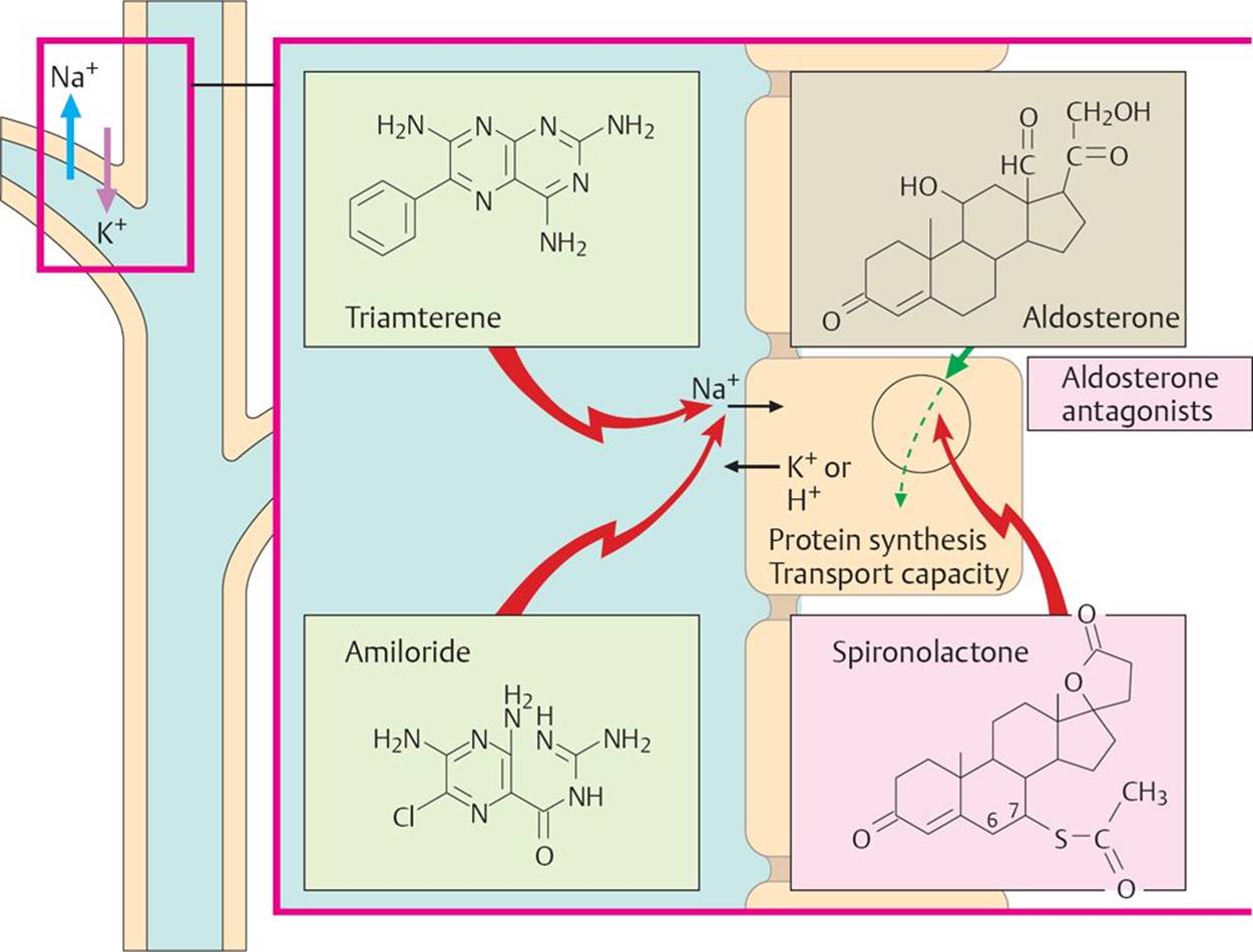 Renal Pharmacology - Pharmacology - An Illustrated Review