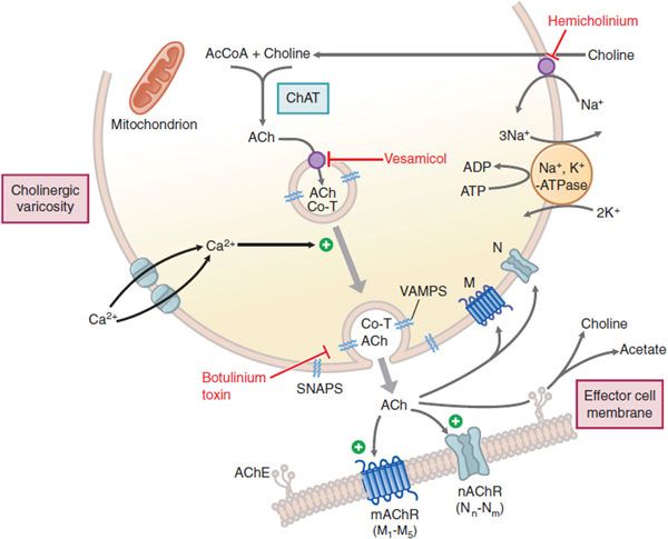 Neurotransmission: The Autonomic and Somatic Motor Nervous Systems ...