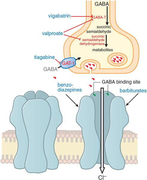 Pharmacotherapy of the Epilepsies - Neuropharmacology - Goodman and ...