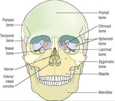The musculoskeletal system - Protection and survival - Ross and Wilson ...