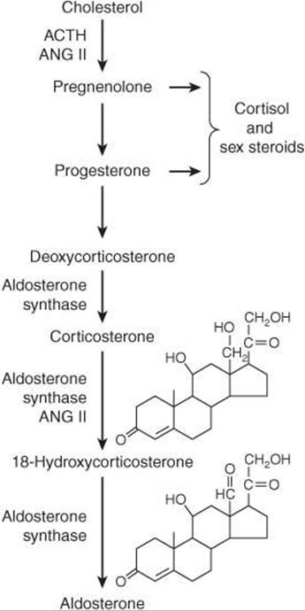 The Adrenal Medulla and Adrenal Cortex - Endocrine and Reproductive ...