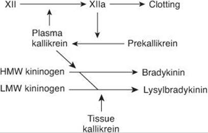 Cardiovascular Regulatory Mechanisms - Cardiovascular Physiology ...