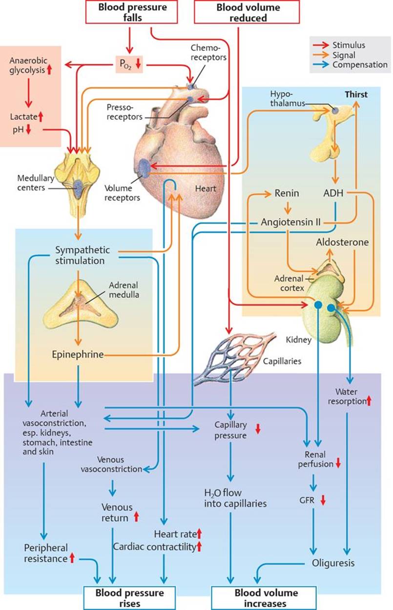 Response of the Cardiovascular System to Gravity, Exercise, and ...