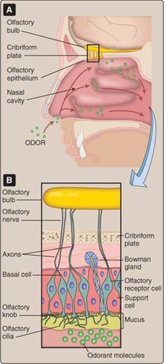 Taste and Smell - Lippincott Illustrated Reviews: Physiology ...