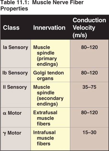 Motor Control Systems - Lippincott Illustrated Reviews: Physiology ...