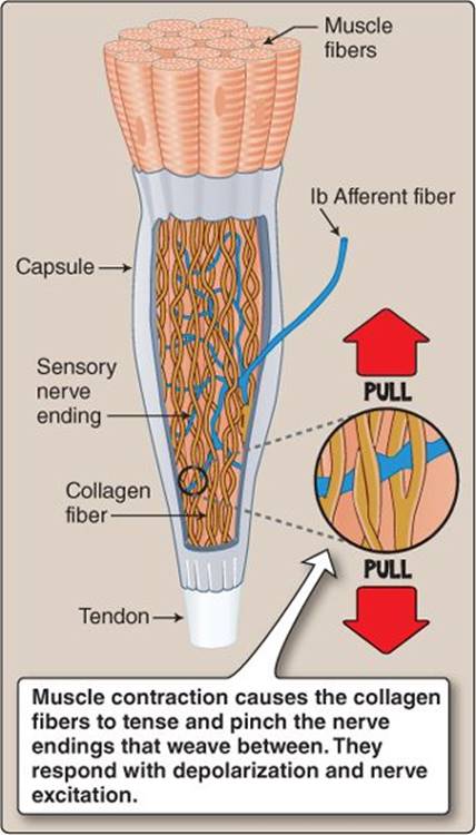Motor Control Systems - Lippincott Illustrated Reviews: Physiology ...