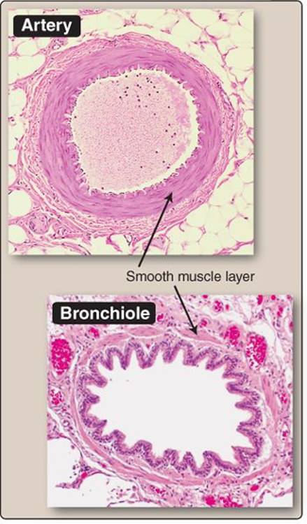 Smooth Muscle - Lippincott Illustrated Reviews: Physiology (Lippincott ...